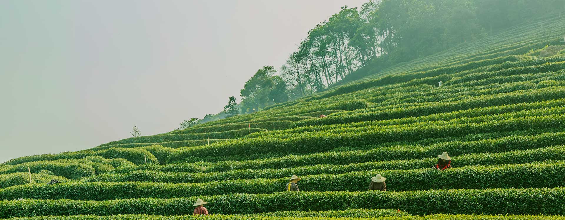 OUR PRODUCTS - Herbal Tea